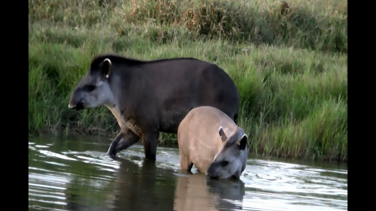 TAPIR with its young cub, Feeling threatened, (TAPIRUS TERRESTRIS ...