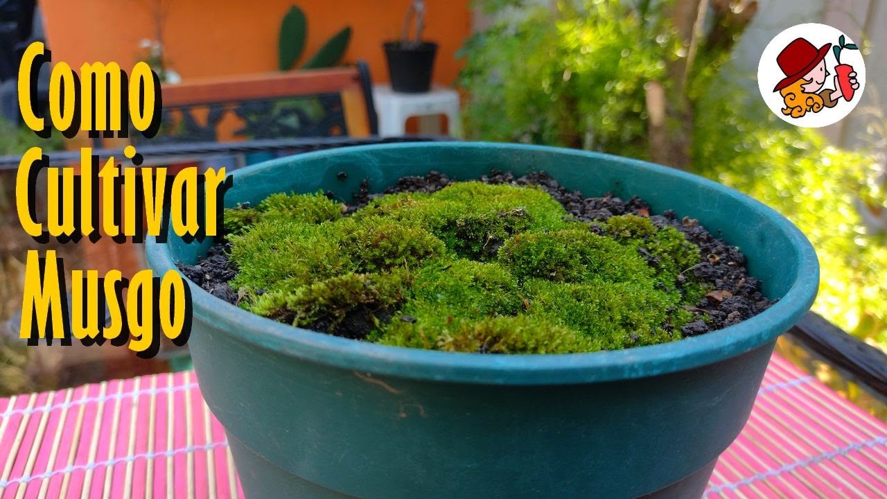 MUSGO: Técnica 100 % EFECTIVA para cultivarlo, recolectarlo y ...