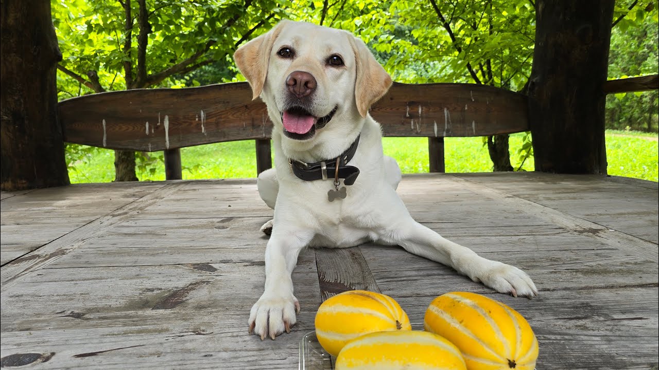 Creami the Labrador Enjoys Juicy Melons on a Hot Summer Day | Dog ...