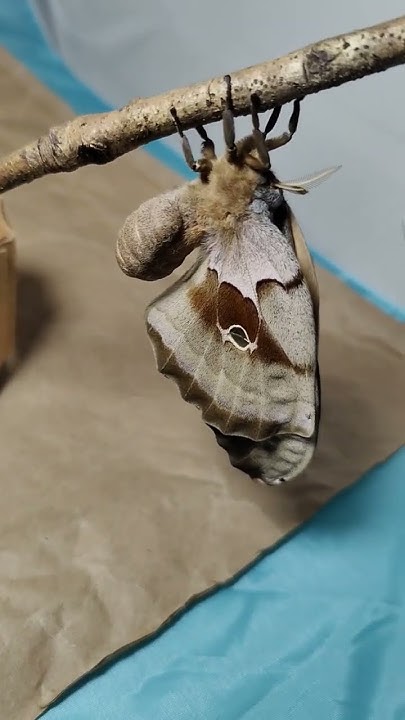 Polyphemus Moth has expanded her wings! #moths #polyphemusmoth - YouTube