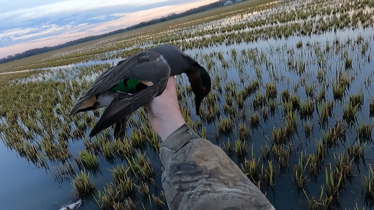 Finally Got Some Ducks to Decoy - Decent Second Split Duck Hunt - YouTube