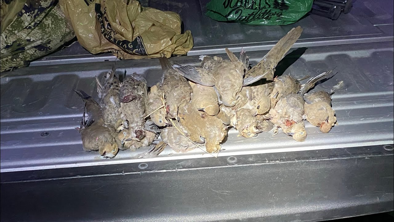 Western Nebraska dove hunt part 2 - YouTube