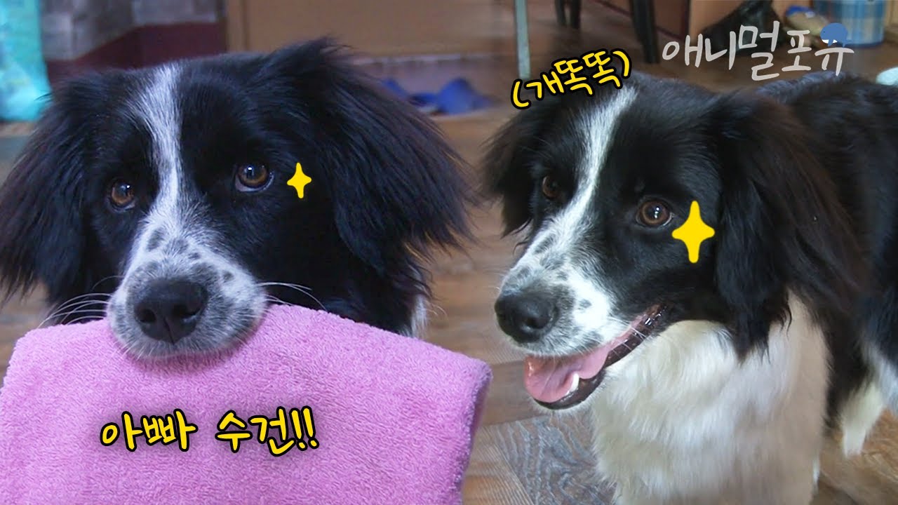 나보다 똑똑한 견생 6개월 차 보더콜리 알파벳 심부름까지 척척 🐶 Kbs 생생정보 150702 방송 Youtube