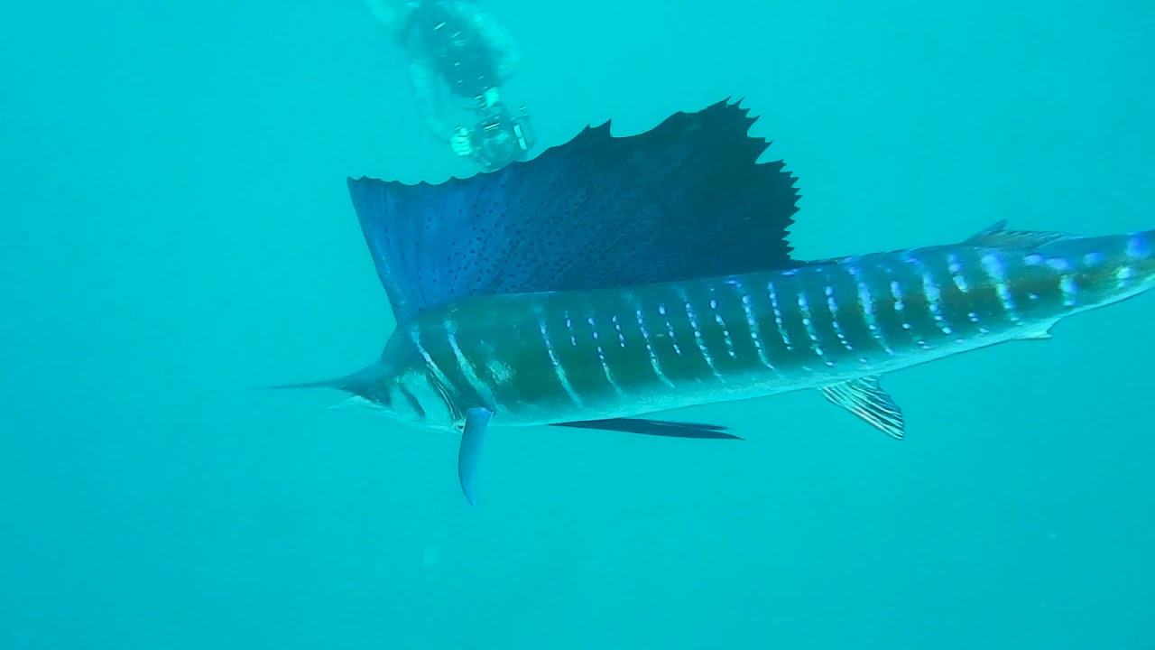 A day with Sailfishes - YouTube