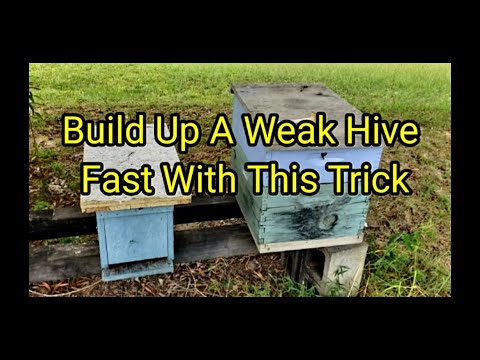 How To Make A Bee Colony Grow Fast