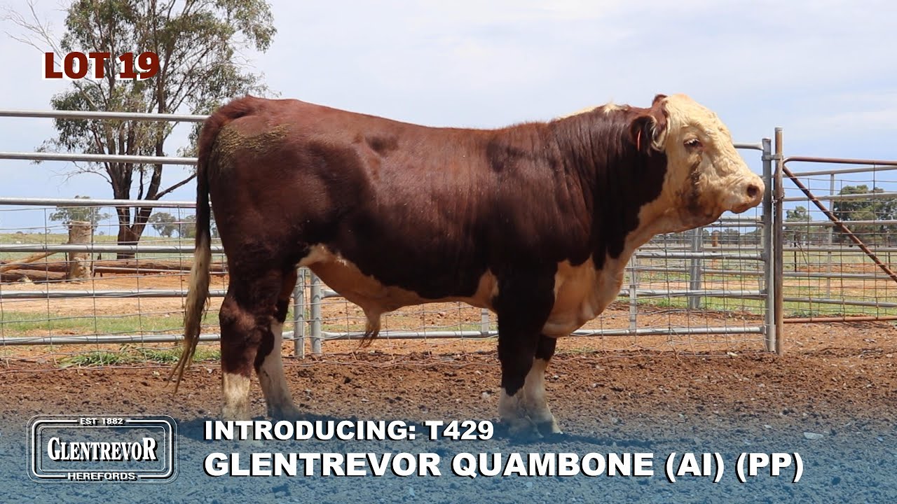 Lot 19 | GLENTREVOR QUAMBONE T429 (AI) (PP) - YouTube