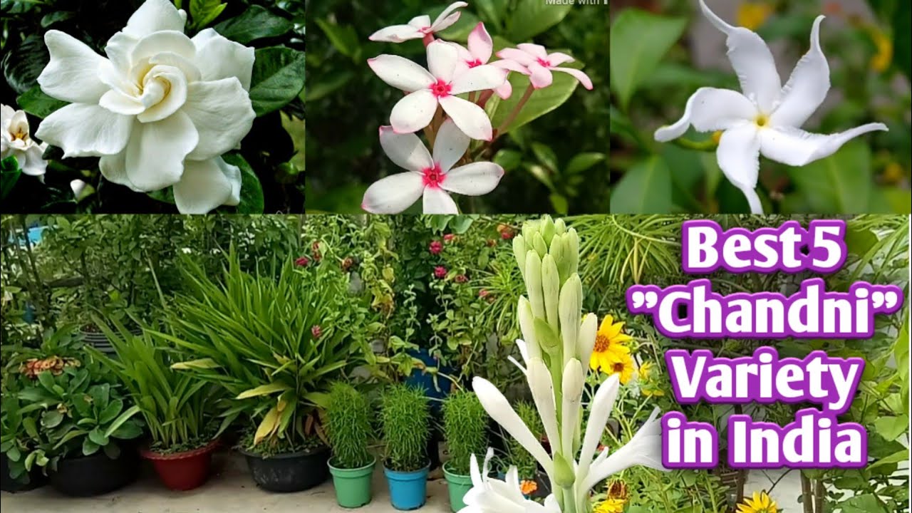 Chandni Plant's Care Tips || Chandni Plant's Varieties || How to Grow ...