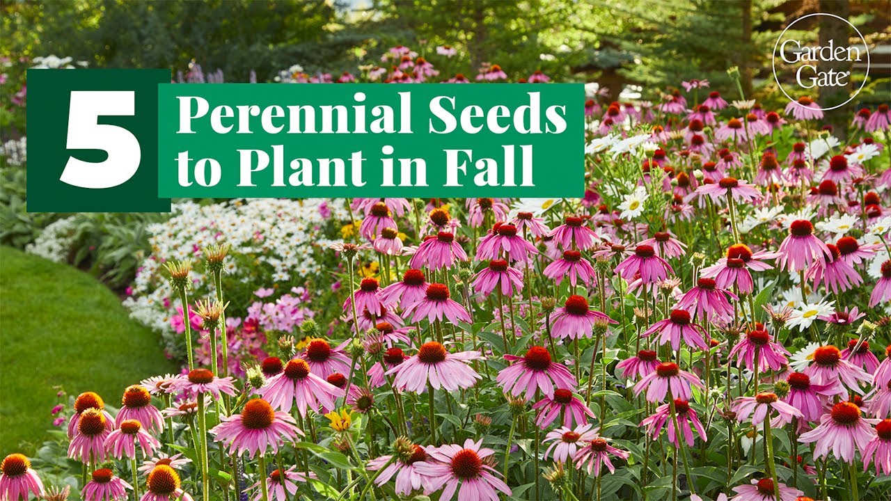 5 Perennial Seeds to Plant in Fall 🌱 Must-Grow Picks! #gardentips # ...