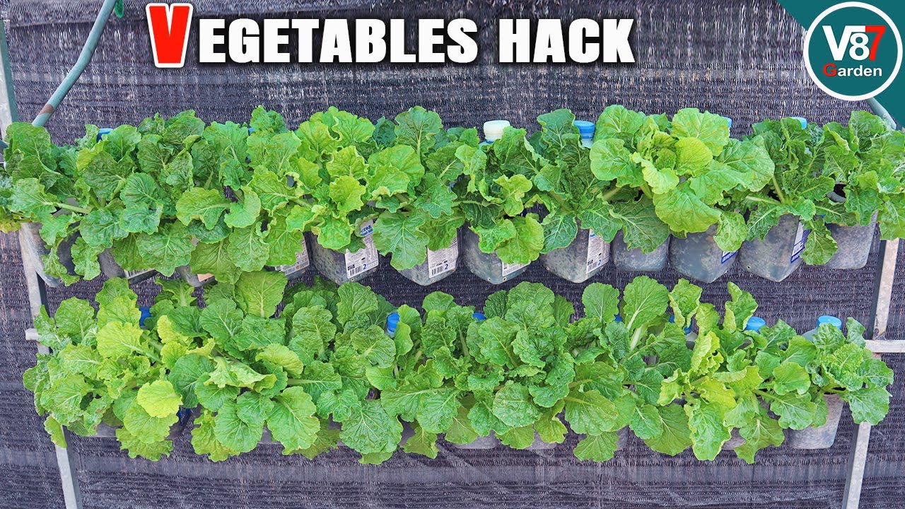 Reusing Soil: A Simple Hack to Grow More Vegetables in Plastic Bottles - YouTube