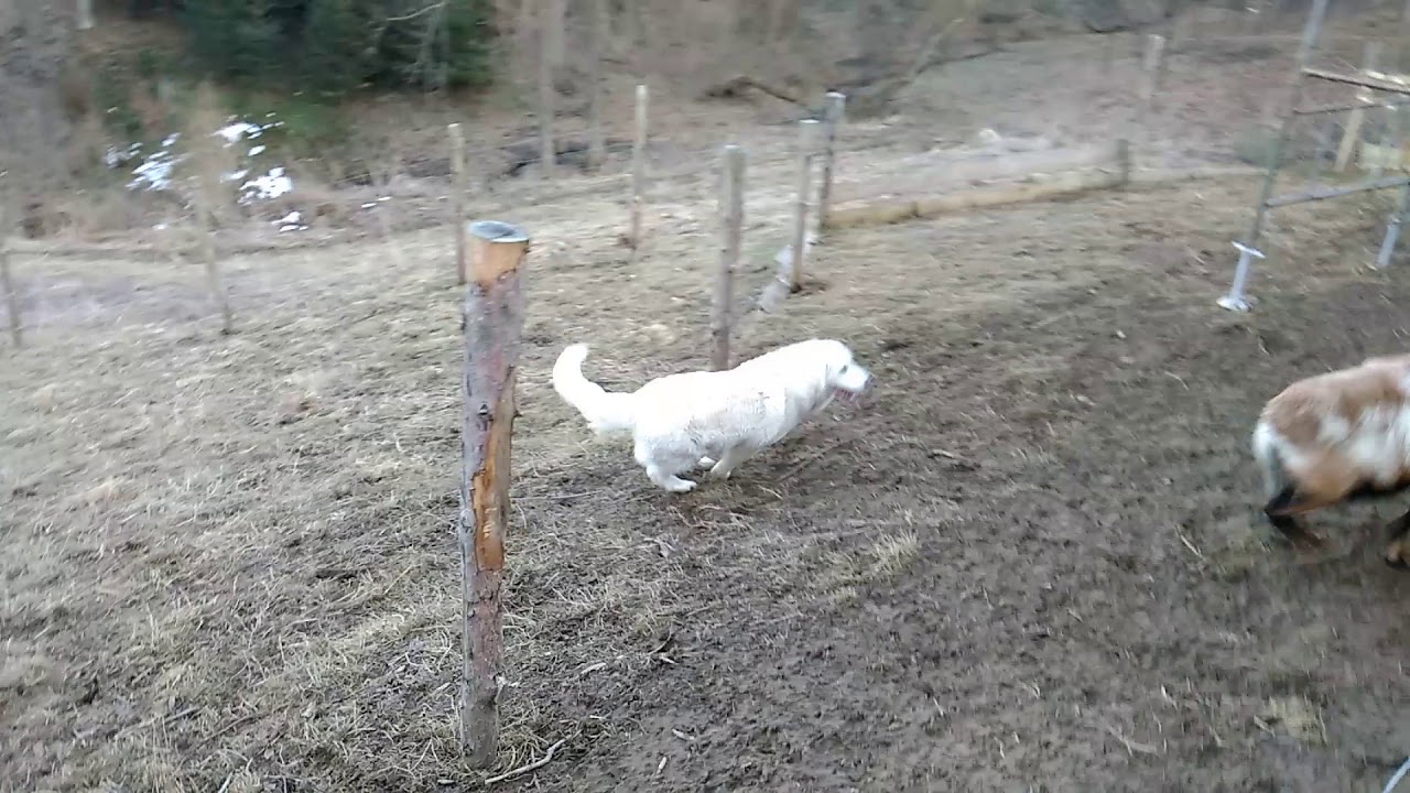 Cameroon Ram and Polish Tarta Sheepdog - YouTube