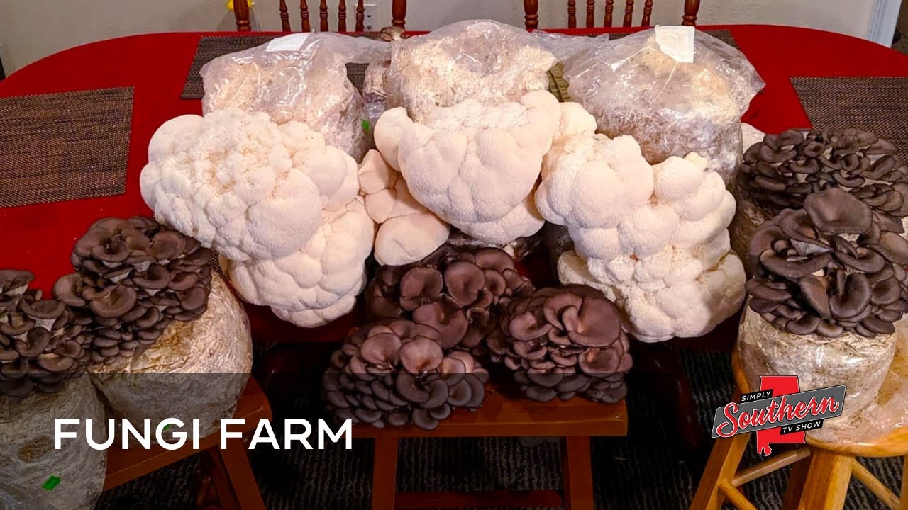 Show 813A Fungi Farm - YouTube