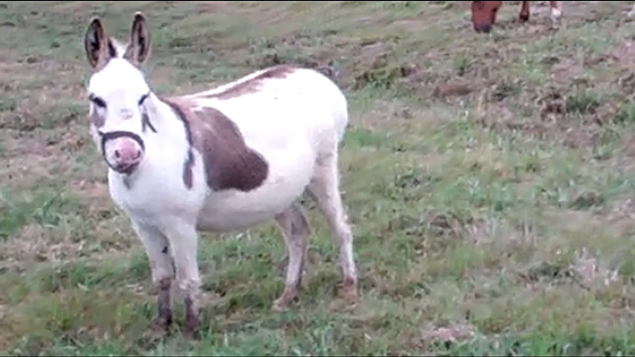 Pony, mule or donkey? - YouTube