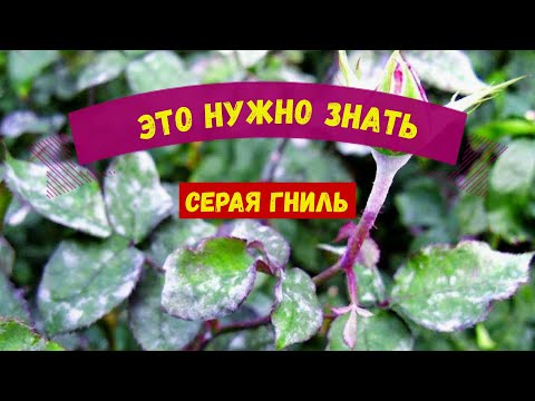 Что нужно знать о серой гнили: признаки, профилактика и методы борьбы