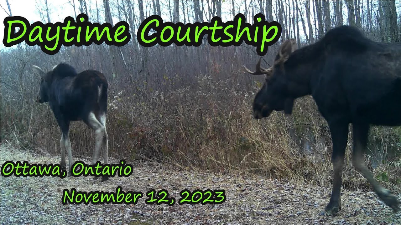Daytime Moose Courtship | November 12, 2023 (Ottawa, Ontario) Trail Cam ...