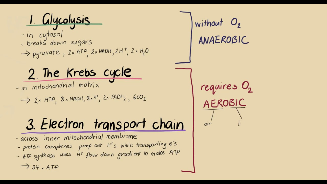 Summary of cell respiration | Energy for cells | meriSTEM - YouTube