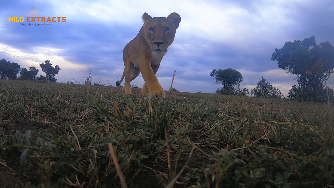 Lioness Steals GoPro Camera and Films a Lion // Wild Extracts - YouTube