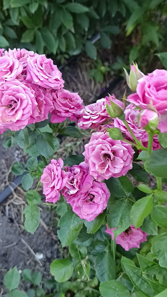 роза-спрей Лавли Лидия - YouTube