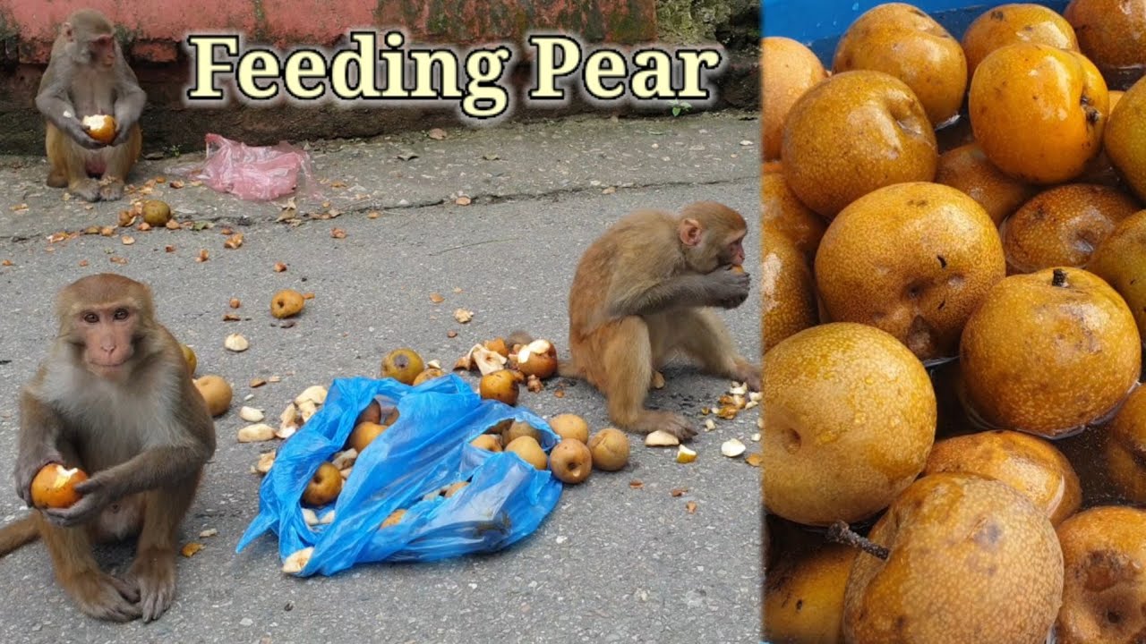 feeding pear fruits for hungry monkey || feeding wild monkey || Group ...