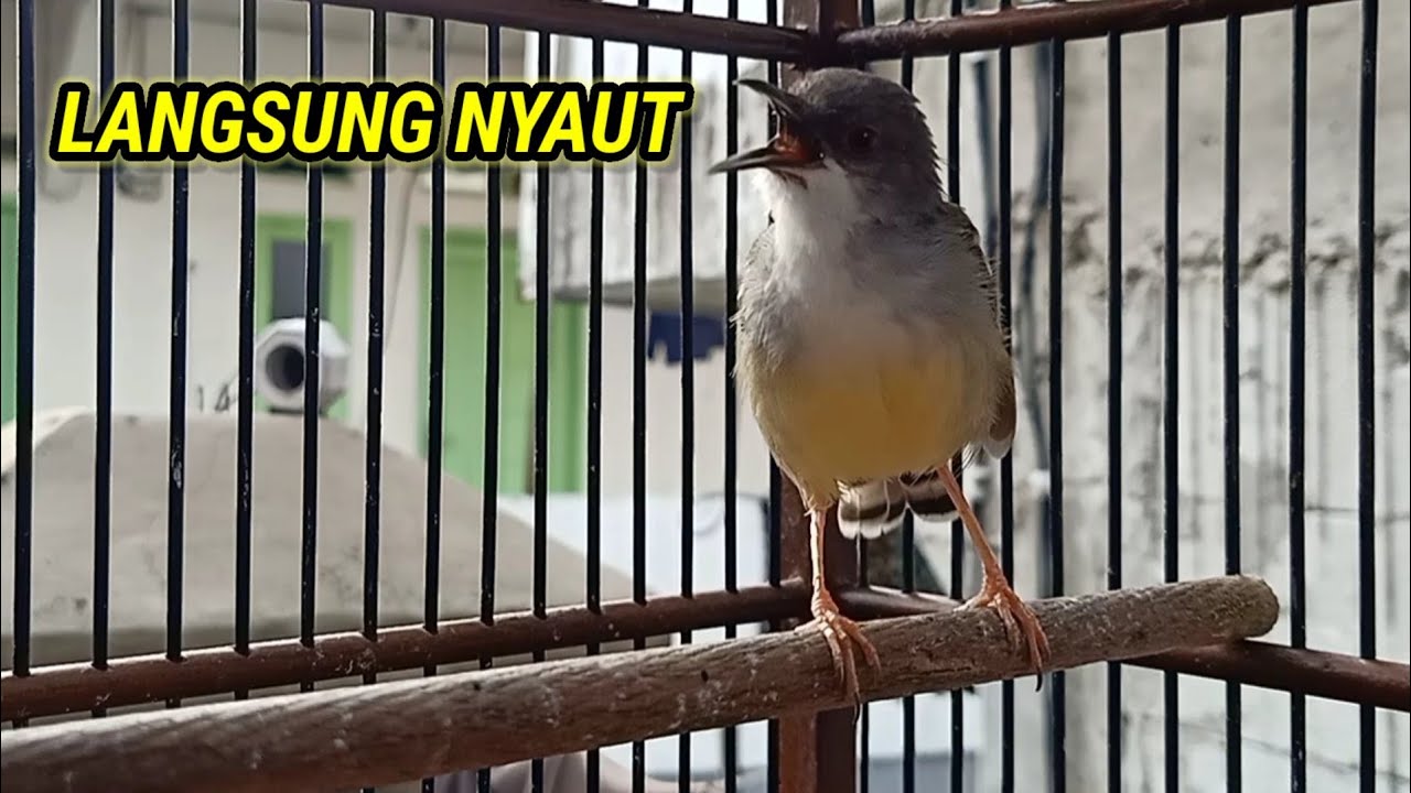 ciblek semi gacor, Pancingan ciblek pagi dan sore paling ampuh agar ...