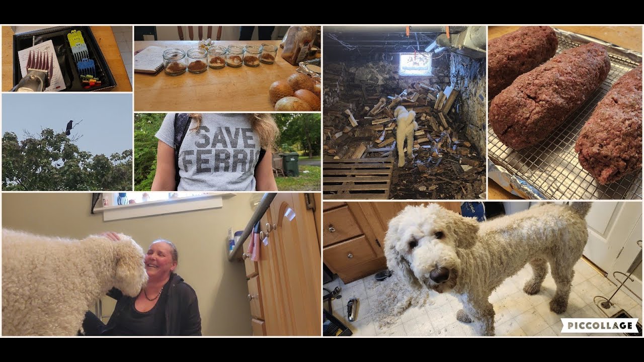 Let Try Our Hand at Dog Grooming! LOL... - YouTube