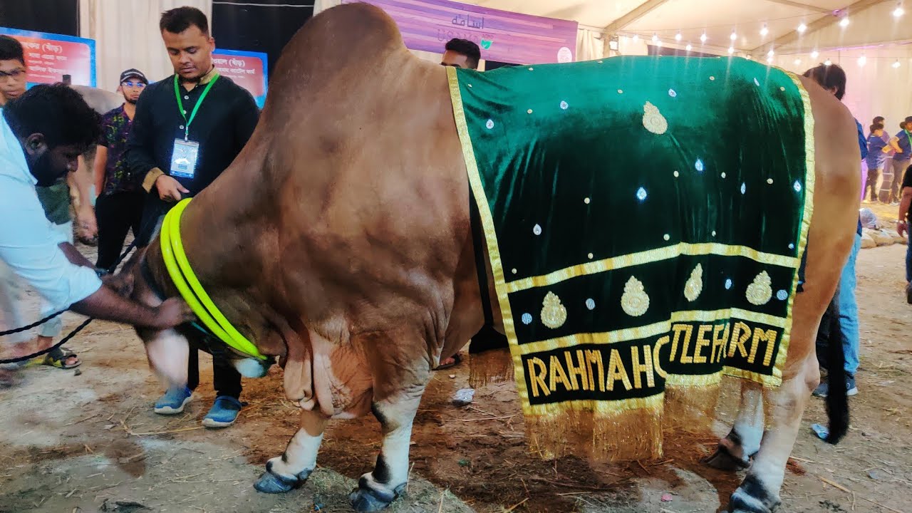 Biggest Shahiwal Bull Of Bangladesh • Titanic Shahiwal Nobab • Eid UL ...