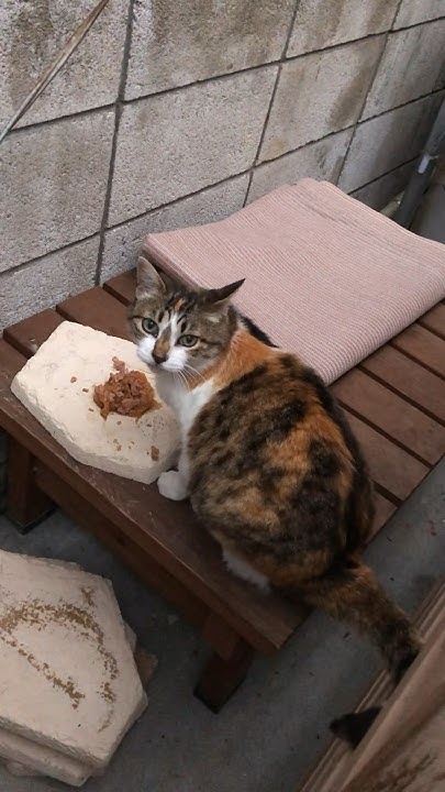 ミィちゃん♪マロちゃん♪は顔見知り2020/7/29 - YouTube