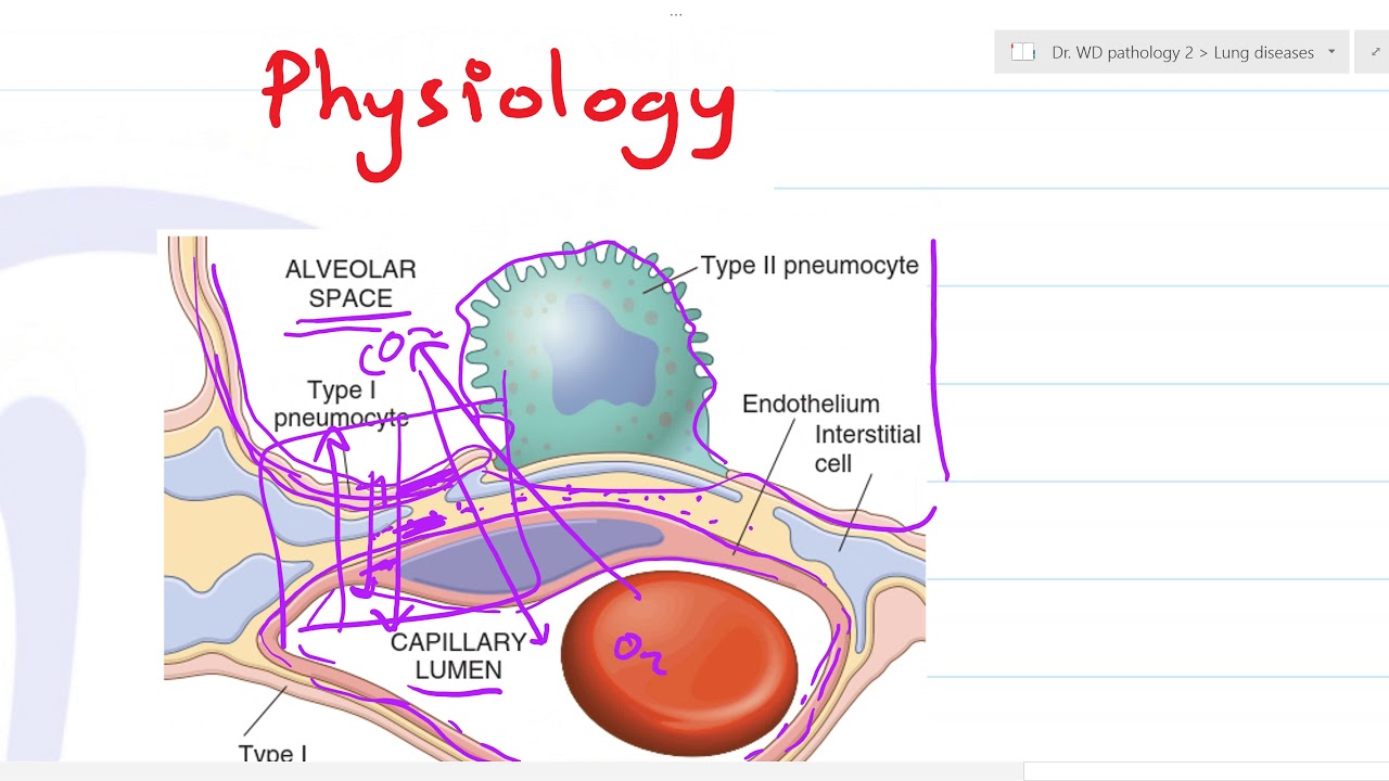Lungs pathology 1 (overview) - YouTube