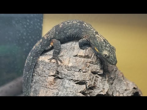 How to setup a Bauer's Chameleon Gecko enclosure - YouTube