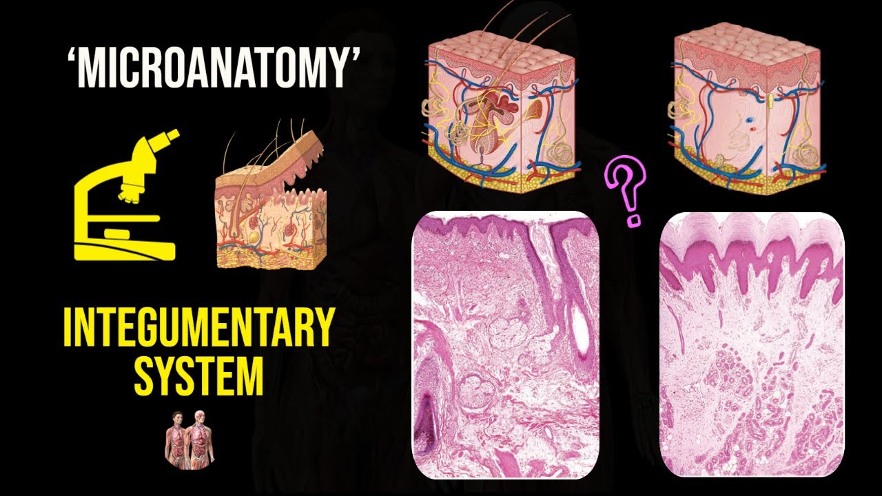 Integumentary system | Microanatomy | Histology | Thin Skin | Thick ...