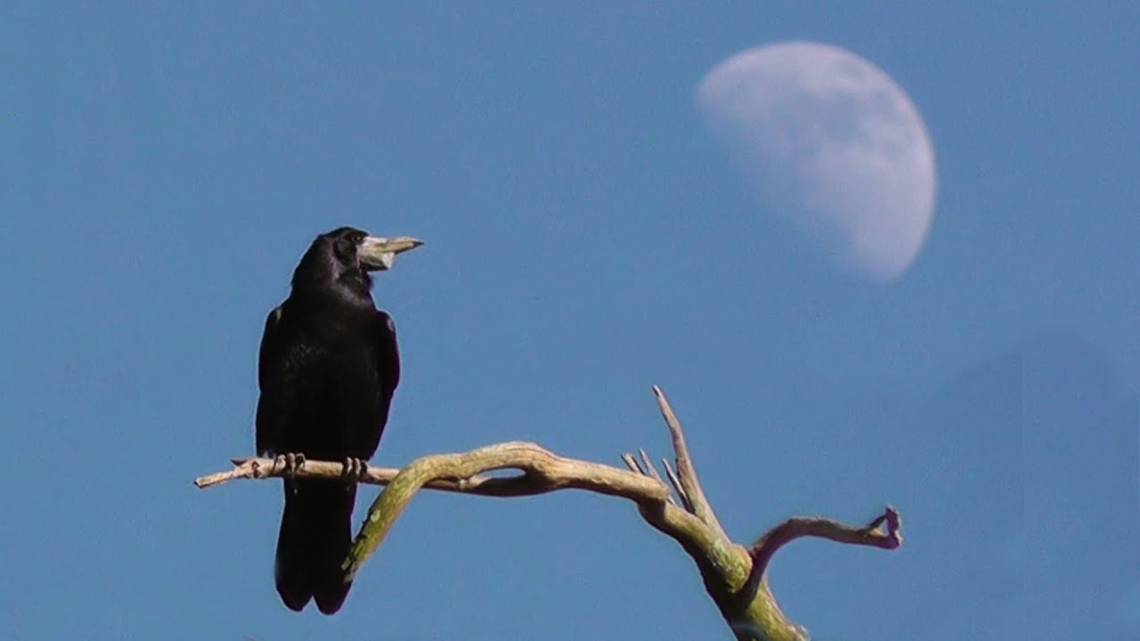 Rooks at The Tehidy Woods Rookery - Rook Bird - Corbeau Freux - YouTube