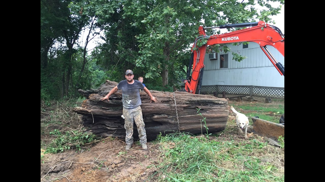 Dragging Out A Huge Cypress Log! - YouTube