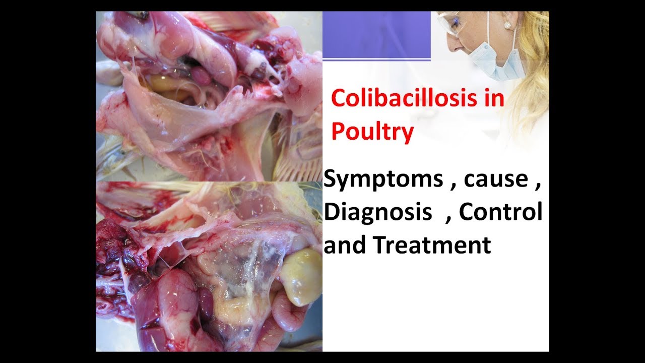 Colibacillosis in Poultry - YouTube