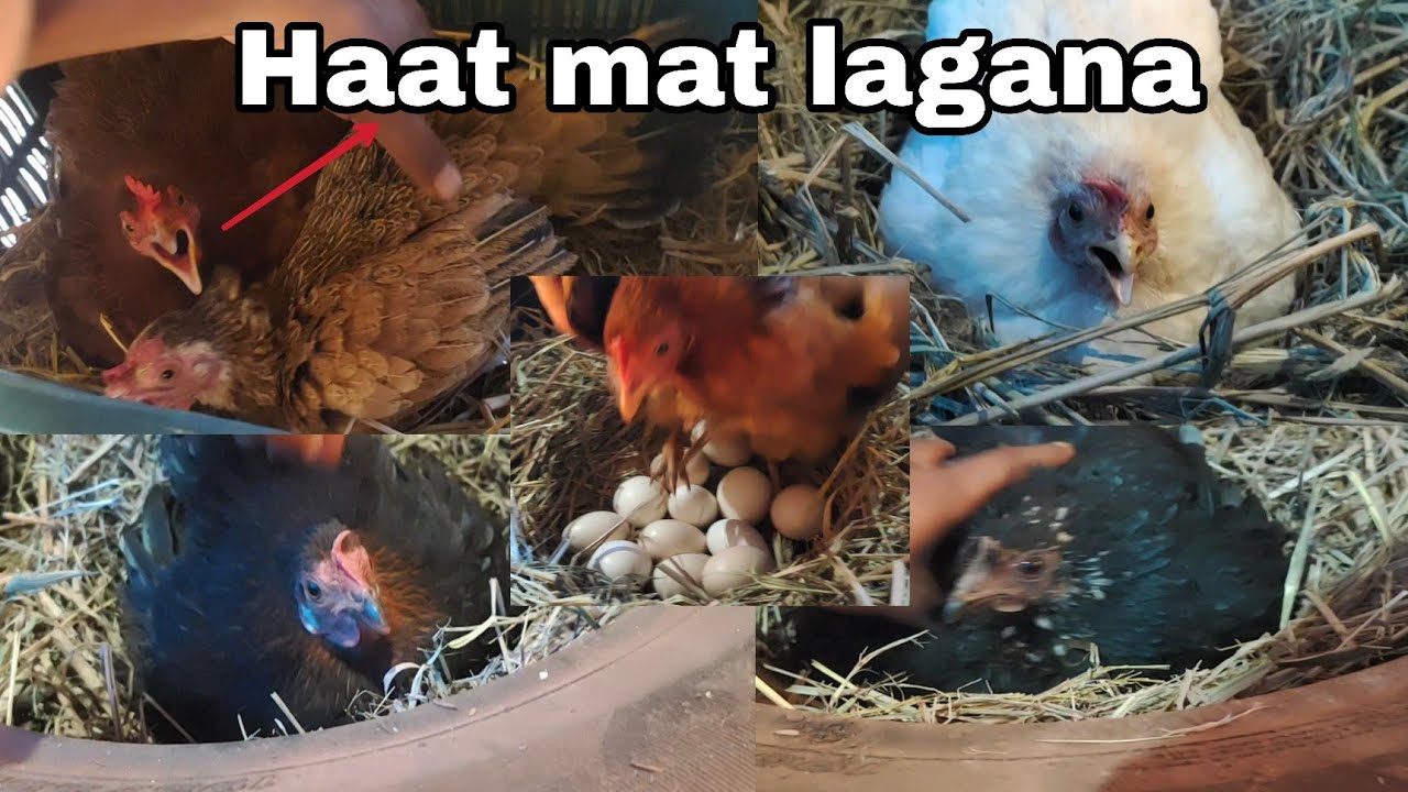 murgi palan training | LIVE Country Chicken farming | azmath pasha #1 - YouTube
