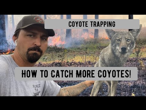 Coyote Trapping - How to Catch More Coyotes in the Spring! - YouTube