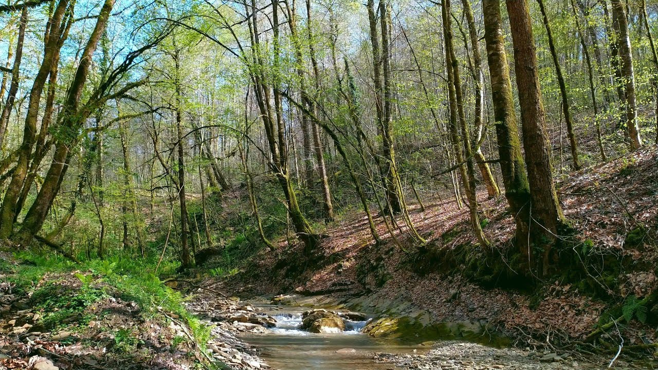4K Spring Forest Stream 🌿 Relaxing River Sounds NO Birds - Spring ...