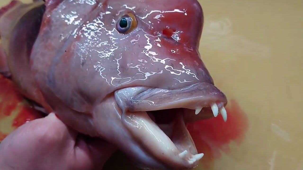 WHAT REALLY FISH ?? Ikejime Method - YouTube