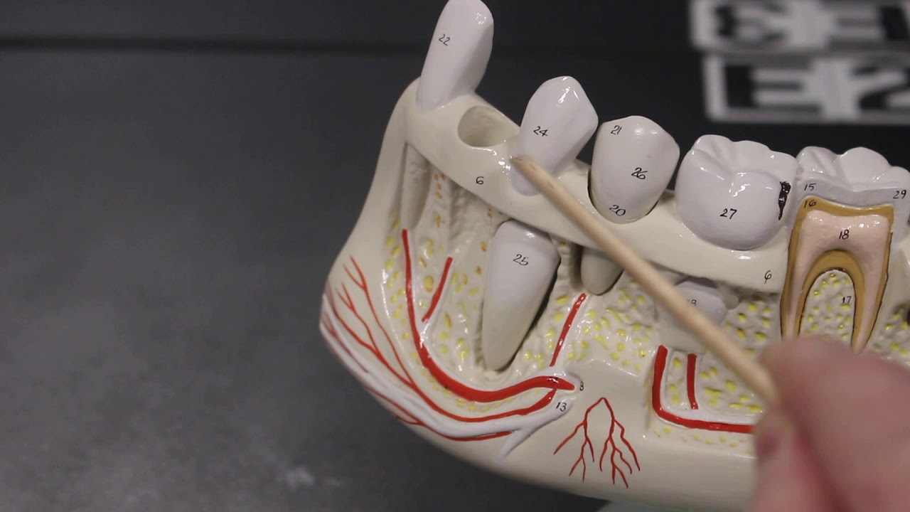 Unit 6 Half Jaw Model - YouTube