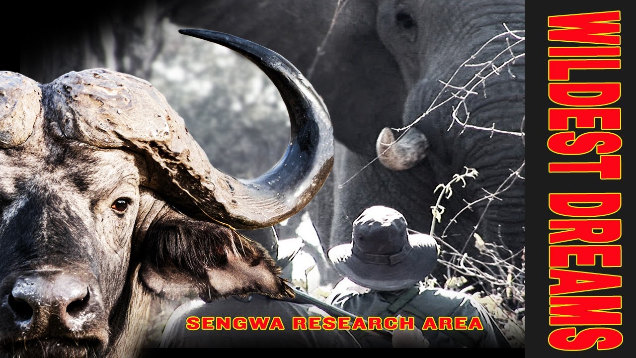 The Tuskers of Sengwa - YouTube