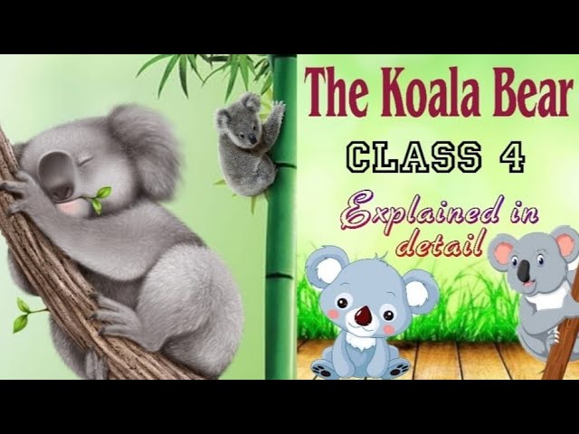 Koala Bears Story The Bear That Isnt!
