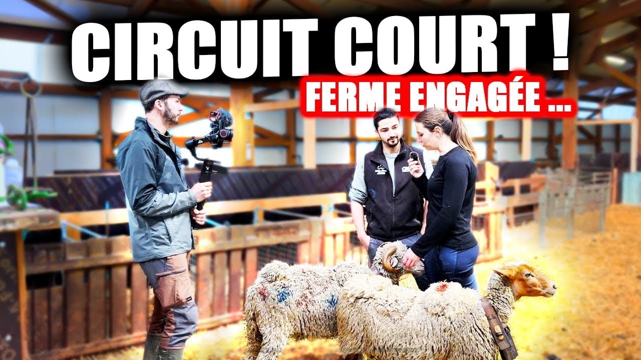VISITE D UNE FERME OVIN EN CIRCUIT COURT🐑- JEUNE ELEVEUR - Seb-Agri ...