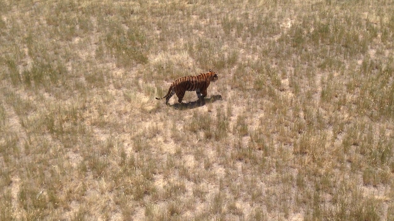 Colorado wild animal sanctuary awesome bengal tiger ! - YouTube