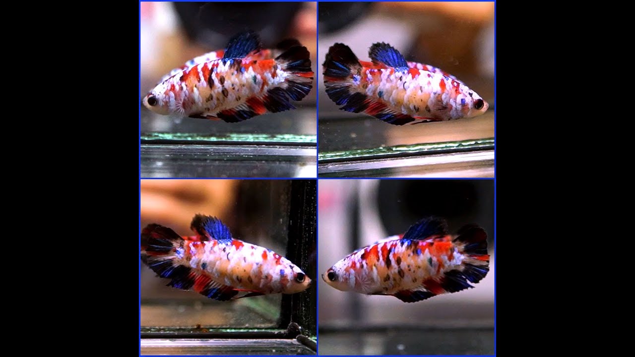 Betta Fish Fancy MULTI COLOR GALAXY KOI Halfmoon Plakat HMPK Female # ...