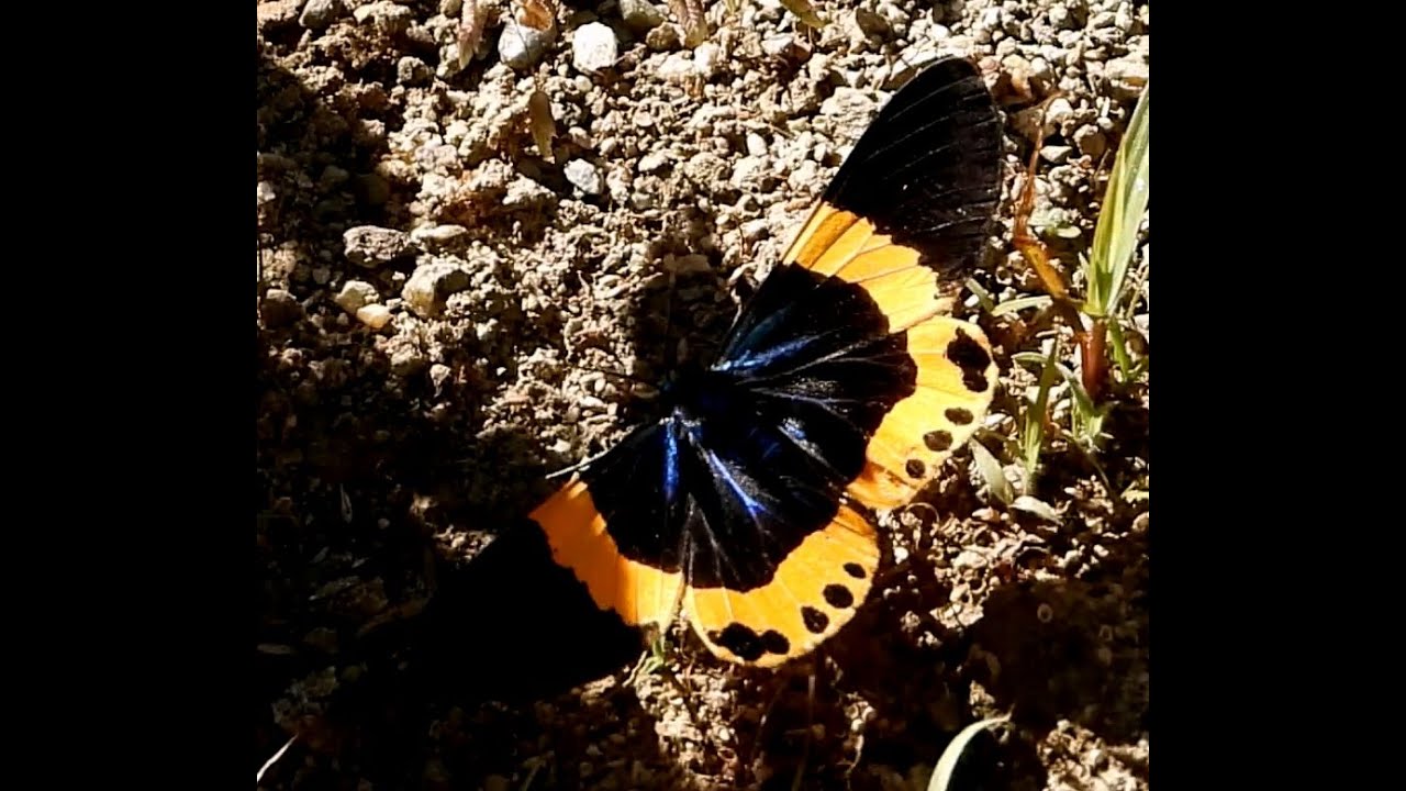 Milionia basalis Moth | पतंग | Insect | Wildlife | Namdapha National ...