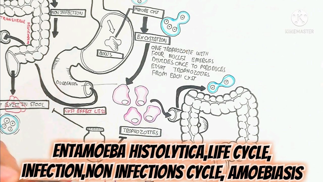 Entamoeba Histolytica,Infection And Non Infection Cycle,Amoebiasis ...