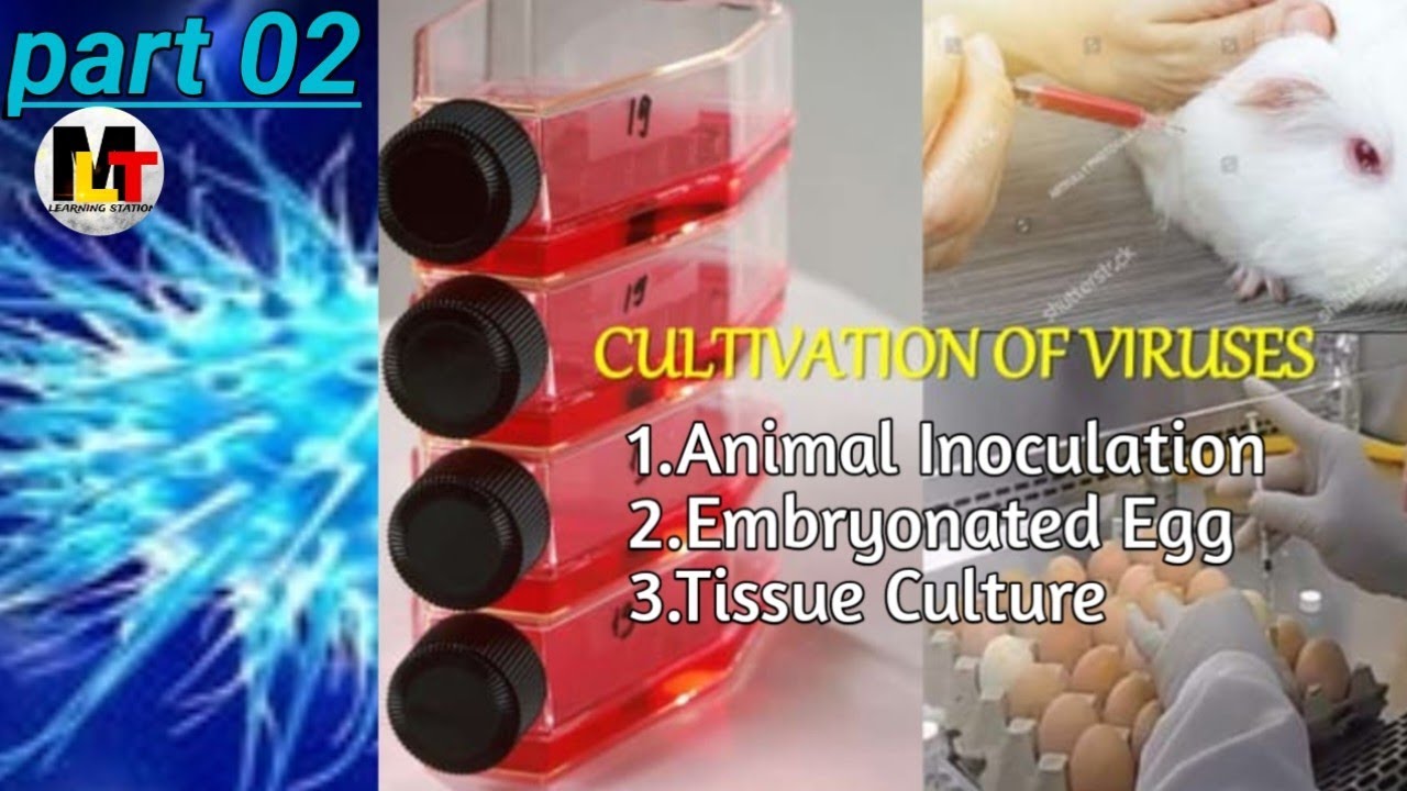 Cultivation Of Viruses part-02 ।। Embryonated egg inoculation ।। - YouTube