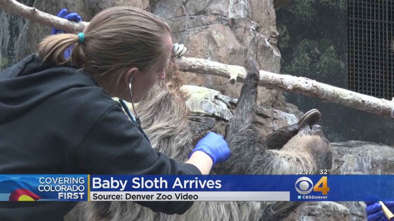 Baby Sloth Is Born At Denver Zoo - YouTube