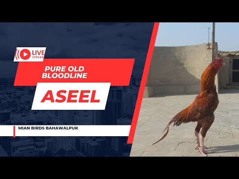 pure aseel old bloodline breeder | pela asel murga high quality Aseel ...