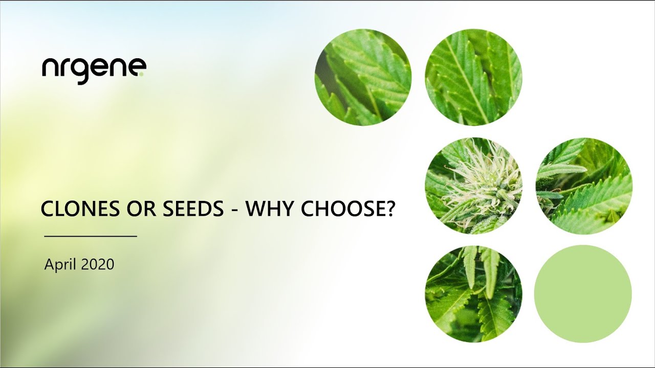 Webinar: Clones or Seeds - Why Choose? - YouTube