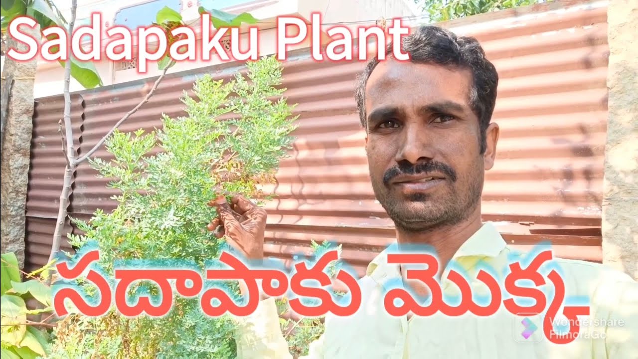 Sadapaku Plant ☘️ సదాపాకు మొక్క - YouTube