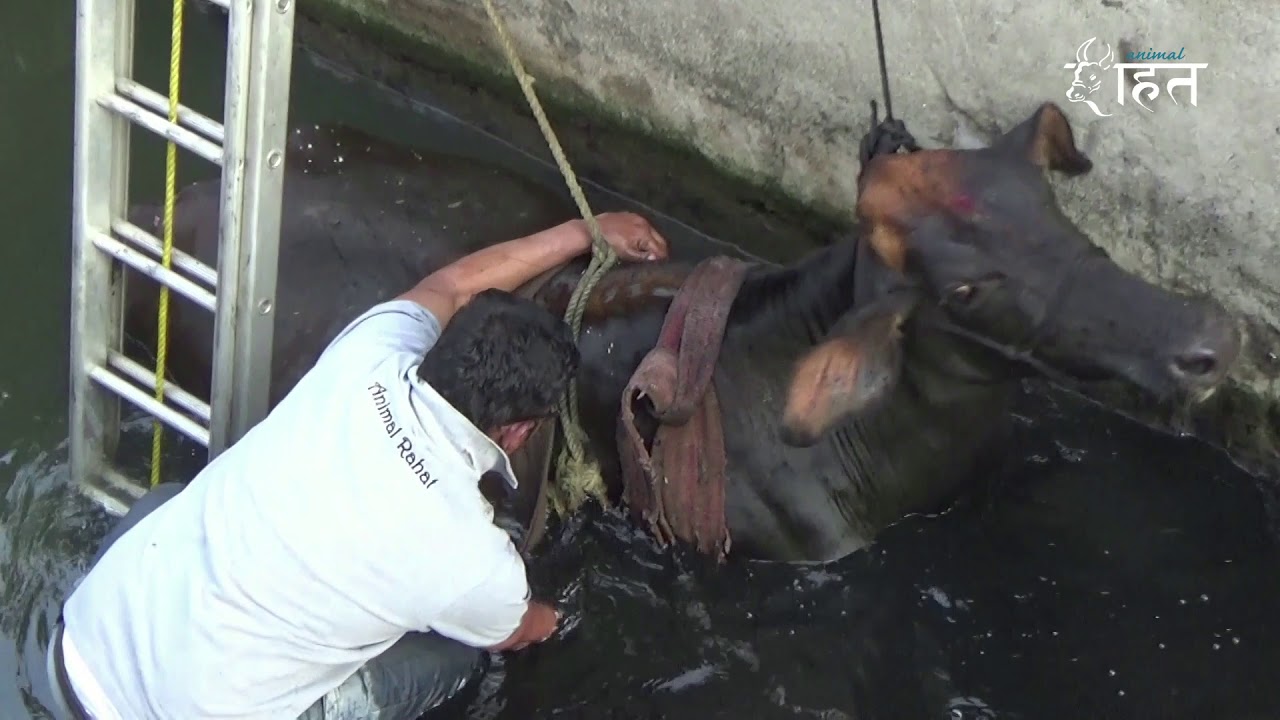 Cow's Dramatic Rescue From 15-Foot Gutter - YouTube